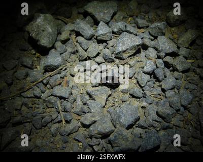 (Adrisa), Insecta, Baw Baw VIC 3833, Australia Stock Photo - Alamy