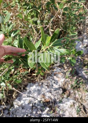 gallberry (Ilex glabra), Plantae, Flagler County, US-FL, US Stock Photo ...