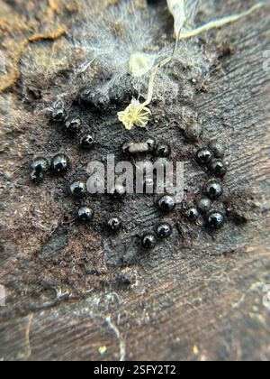 slime molds (Mycetozoa), Protozoa, Los Osos Oaks State Natural Reserve ...