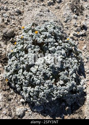 Turtleback (Psathyrotes ramosissima), Plantae, Anza-Borrego Desert ...