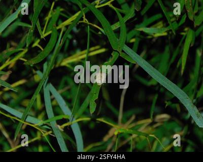 (Hiarchas angularis), Insecta, Hobart TAS, Australia Stock Photo - Alamy
