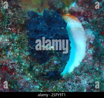 Jewel boxes (Chamidae), Mollusca, Baía da Ribeirinha, Cape Verde, CV ...