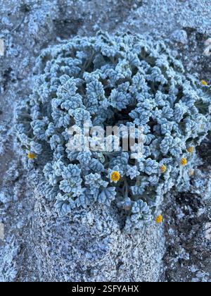Turtleback (Psathyrotes ramosissima), Plantae, Anza-Borrego Desert ...