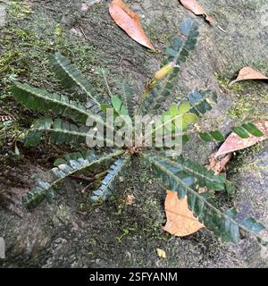 (Biophytum dendroides), Plantae, Stann Creek District, Belize Stock ...