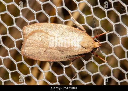 Mountain Beech Flat Moth (Proteodes carnifex), Insecta, Mount Hamilton ...
