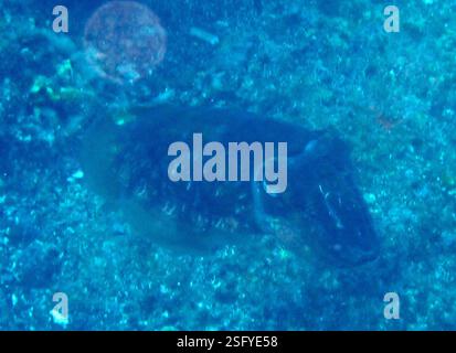Giant African Cuttlefish (Sepia hierredda), Mollusca, São Vicente, Cape ...