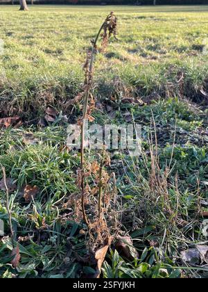 plants (Plantae), Plantae, Lammas Land, Cambridge, England, GB Stock ...