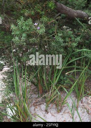 flax-lilies (Dianella), Plantae, Millers Beach, Bellingham, Tasmania ...