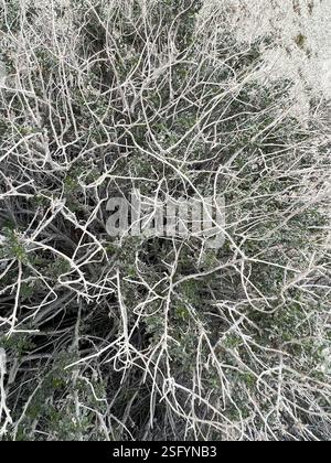 Burrobush (Ambrosia dumosa), Plantae, Anza-Borrego Desert State Park ...