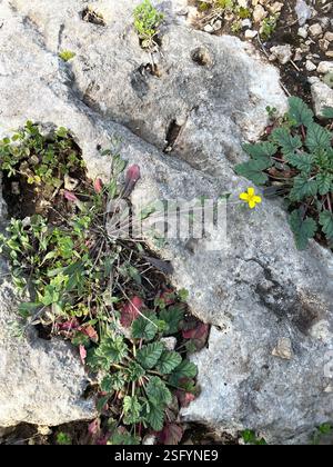 Gaslight Bladderpod (Physaria recurvata), Plantae, Temple, TX, US Stock ...