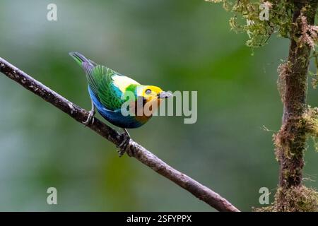 Male Multicolored Tanager (Chlorochrysa nitidissima) sitting on a perch ...