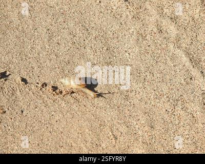 Ghost Bulimulus (Bulimulus bonariensis), Mollusca, La Pampa, Argentina ...