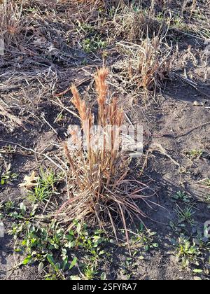 switchgrass (Panicum virgatum), Plantae, Alma Dr, Allen, TX 75013, USA ...