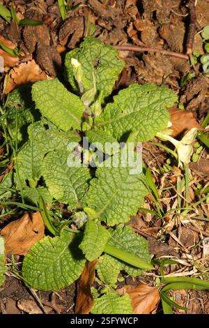 Primrose (Primula vulgaris), Plantae, Reynolds Park, Church Road ...