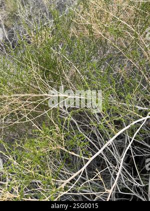 Cheesebush (Ambrosia salsola), Plantae, Desert Hot Springs, CA, US ...