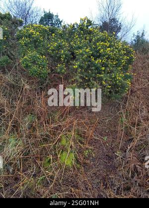 Gorses (Ulex), Plantae, German, Isle of Man, Gorse growing on a Manx ...