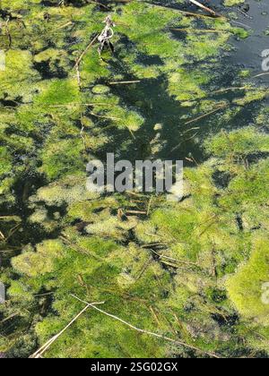 plants (Plantae), Plantae, Alma Dr, Allen, TX 75013, USA Stock Photo ...