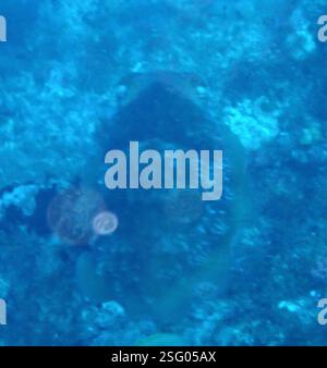 Giant African Cuttlefish (Sepia hierredda), Mollusca, São Vicente, Cape ...