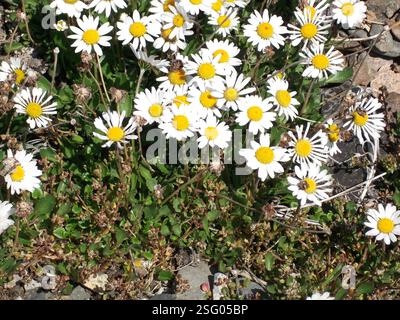 Arctic Daisy (Arctanthemum arcticum), Plantae, Провиденский р-н ...