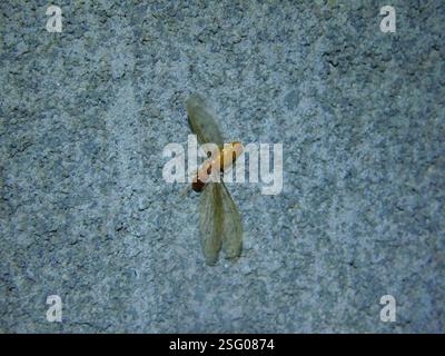 Australian Dampwood Termite (Porotermes adamsoni), Insecta, Hobart TAS ...