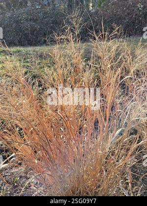 switchgrass (Panicum virgatum), Plantae, Alma Dr, Allen, TX 75013, USA ...