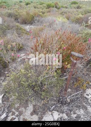 Ninepin Heath (Erica mammosa), Plantae, Cape Farms, Cape Town, South ...