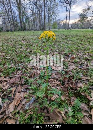 Butterweed (Packera glabella), Plantae, Gonzales, LA 70737, USA Stock ...