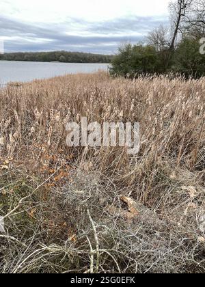 Cattails (Typha), Plantae, Fairfield Lake State Park, Fairfield, TX, US ...