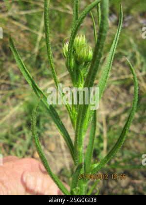 (Afroaster pleiocephalus), Plantae, Giants Castle Game Reserve, South ...