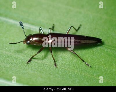 Lizard Beetles (Languriini), Insecta, El Edén, Honduras Stock Photo - Alamy