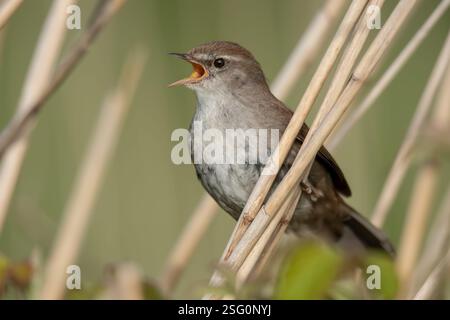 Cettis warbler in full song perched in the reed beds of Oare marshes ...