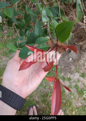 Chinese Photinia (Photinia serratifolia), Plantae, Uptown, Houston, TX ...