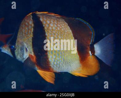Three-banded Butterflyfish (Chaetodon robustus), Actinopterygii, São ...