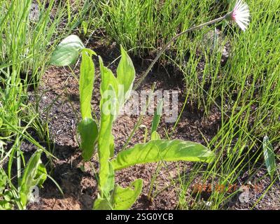 Butter Gerbera (Gerbera ambigua), Plantae, uThukela District ...
