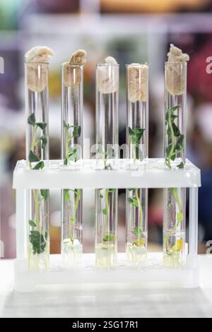 in vitro collection of transgenic potato plant and original varieties ...