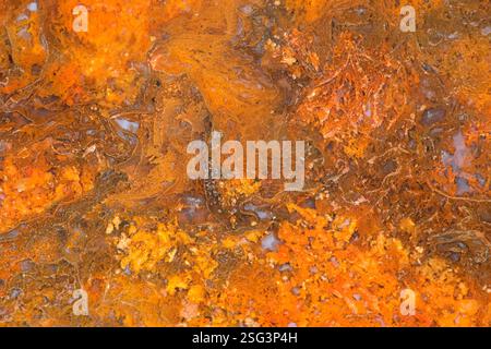 Maury Mountain agate from Oregon Stock Photo - Alamy