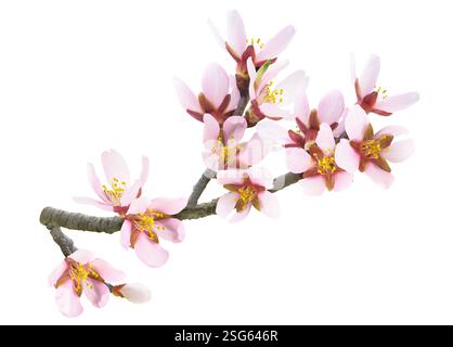 Almond tree blossoms white pink flowers blooming in spring Stock Photo ...