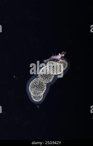 This larval shrimp is hitching a ride on a radiolarian colony and was ...