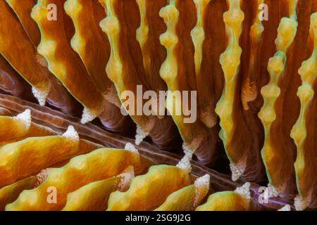 Mushroom coral Ctenactis echinata Stock Photo - Alamy