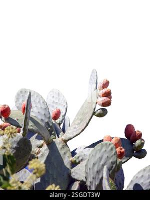 ripe cactus fruits isolated on white background Stock Photo - Alamy