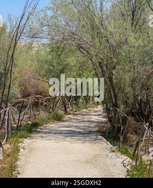 A stunning and beautiful dirt path is lined with tall trees, basking in ...