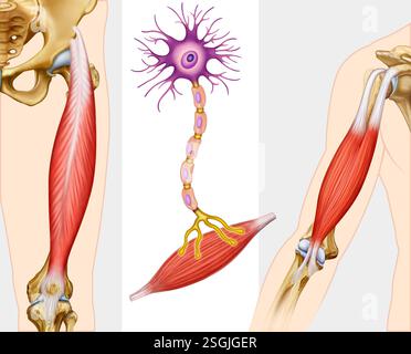 Motor Neuron and Muscle Fiber Illustration Stock Photo - Alamy