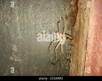 Rain Spiders (Palystes), Arachnida, Campher's Drift, George, 6529 ...