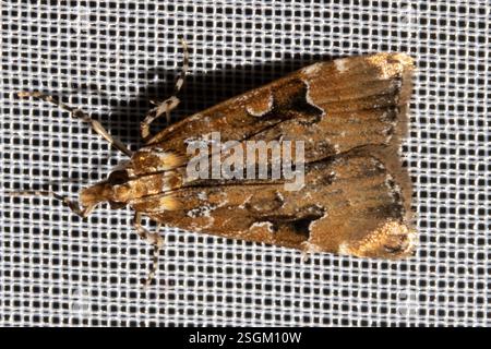 Boot Scoparia (Scoparia ustimacula), Insecta, Southland District ...