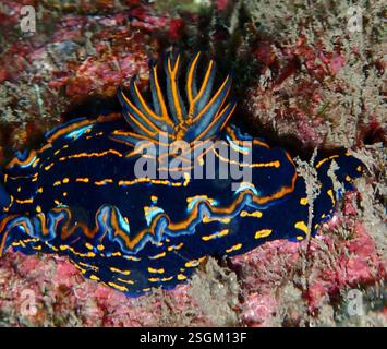 African sea goddess (Felimare tema), Mollusca, Baía da Ribeirinha, Cape ...