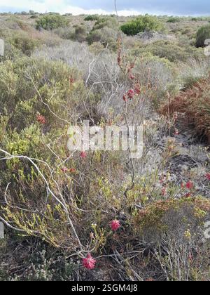 Ninepin Heath (Erica mammosa), Plantae, Cape Farms, Cape Town, South ...