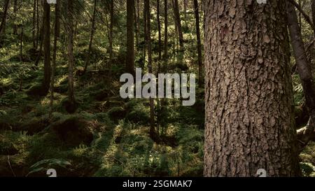 The forest opens slightly as sunlight creates a natural spotlight in ...
