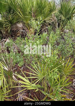 gallberry (Ilex glabra), Plantae, Flagler County, US-FL, US Stock Photo ...