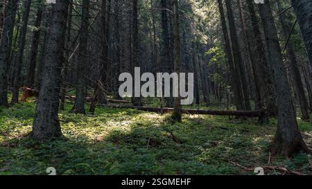 The forest opens slightly as sunlight creates a natural spotlight in ...