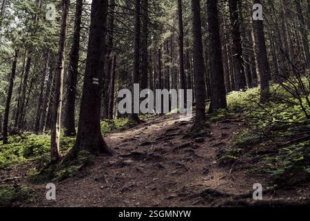 The twisted roots of the trees have surfaced along the forest trail ...